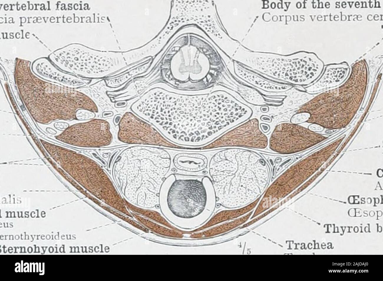 An atlas of human anatomy for students and physicians . ucosa ...