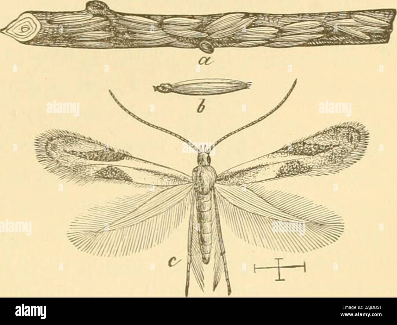 Caterpillar with long body hi-res stock photography and images - Alamy