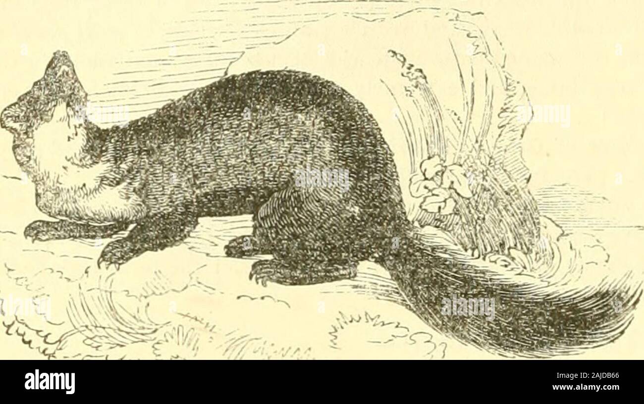 Two weasels hi-res stock photography and images - Alamy