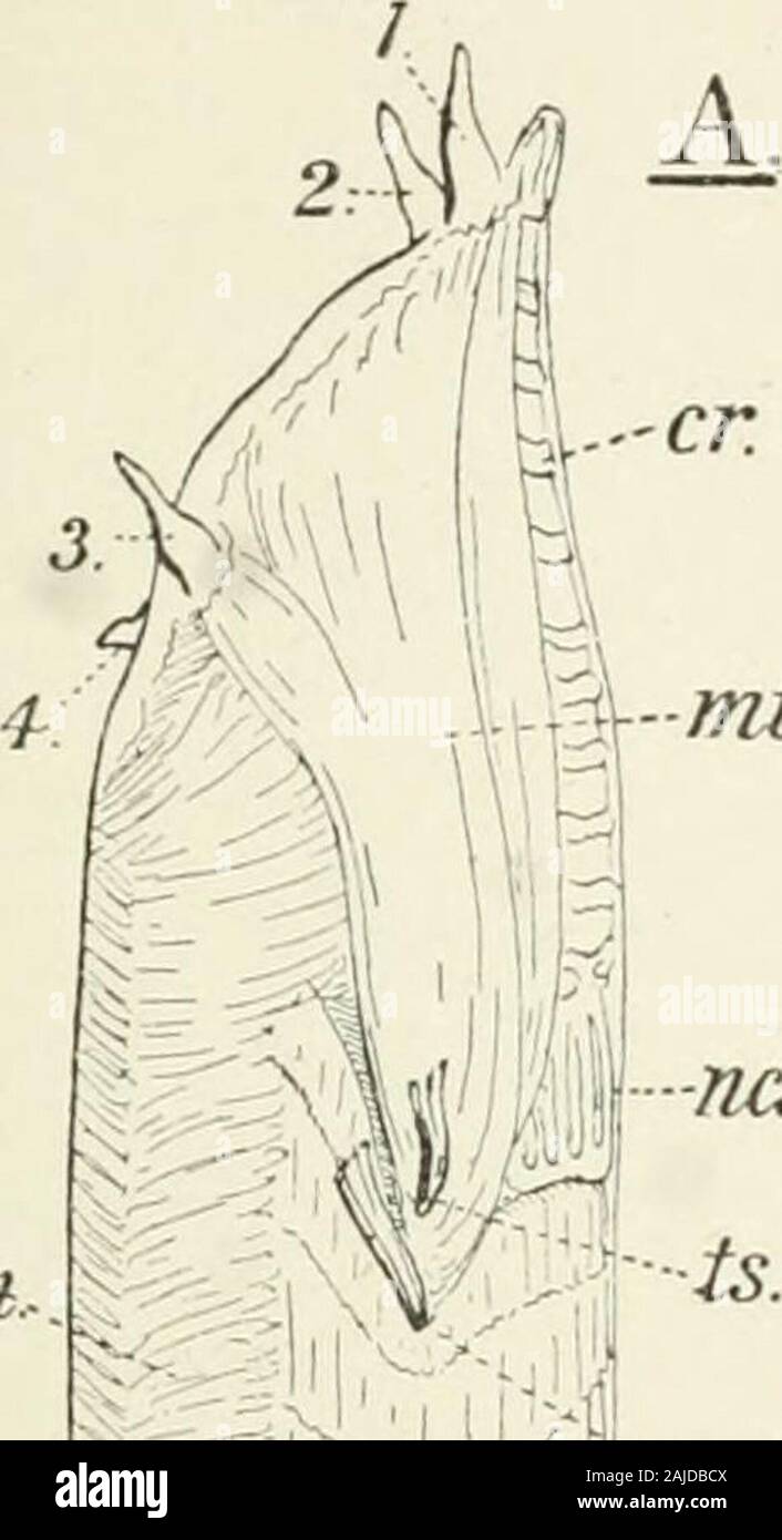 Cutaneous pouch hi-res stock photography and images - Alamy