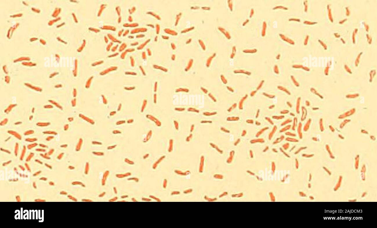 Clinical diagnosis : the bacteriological, chemical, and microscopical ...