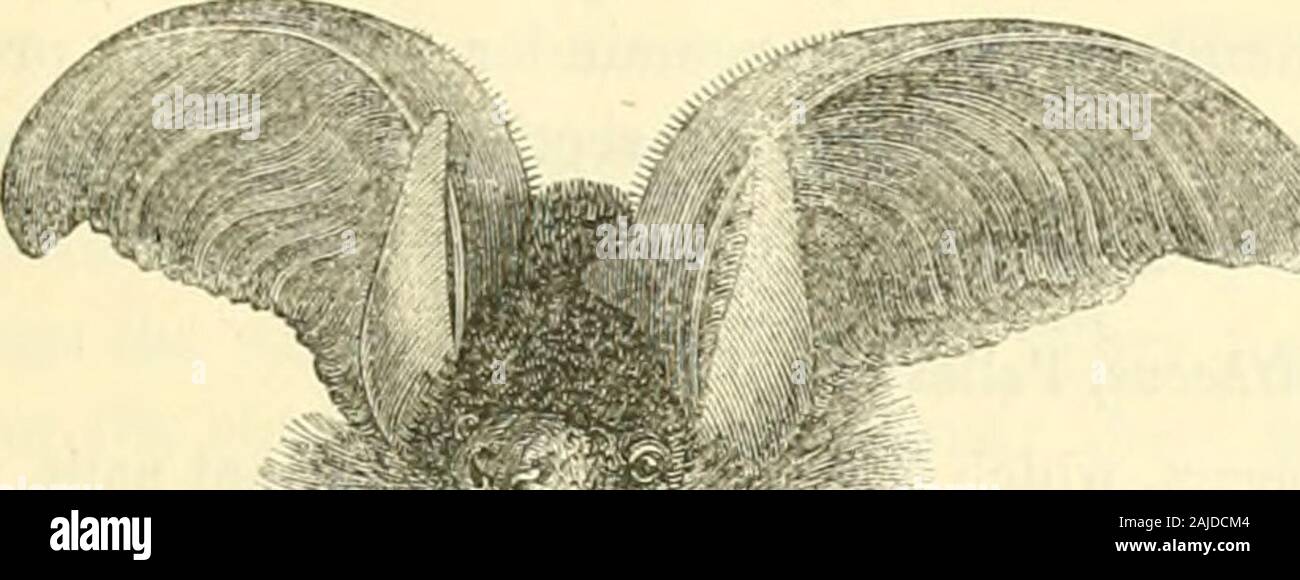 The animal kingdom, arranged after its organization : forming a natural ...