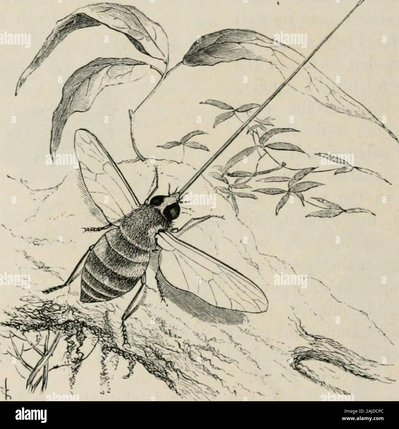 Tabanid fly hi-res stock photography and images - Alamy