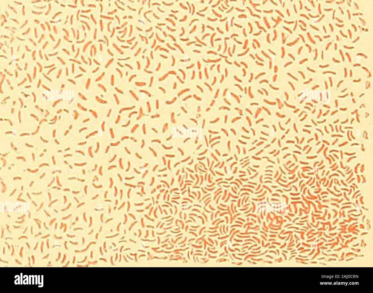 Typical vibrio hi-res stock photography and images - Alamy