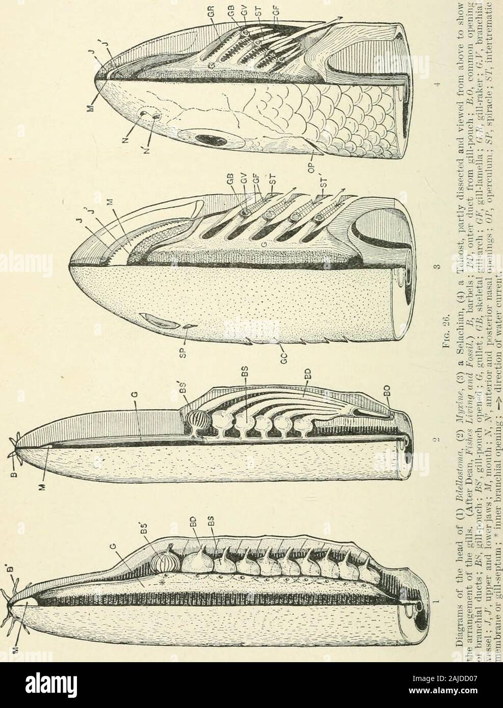 Cyclostomata hi-res stock photography and images - Alamy