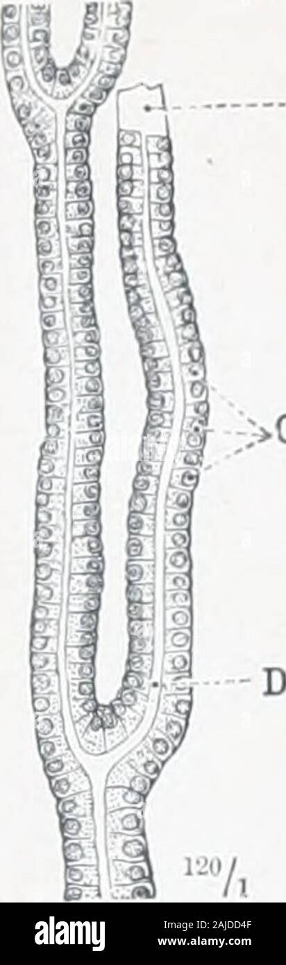 An atlas of human anatomy for students and physicians . Gland cells ...