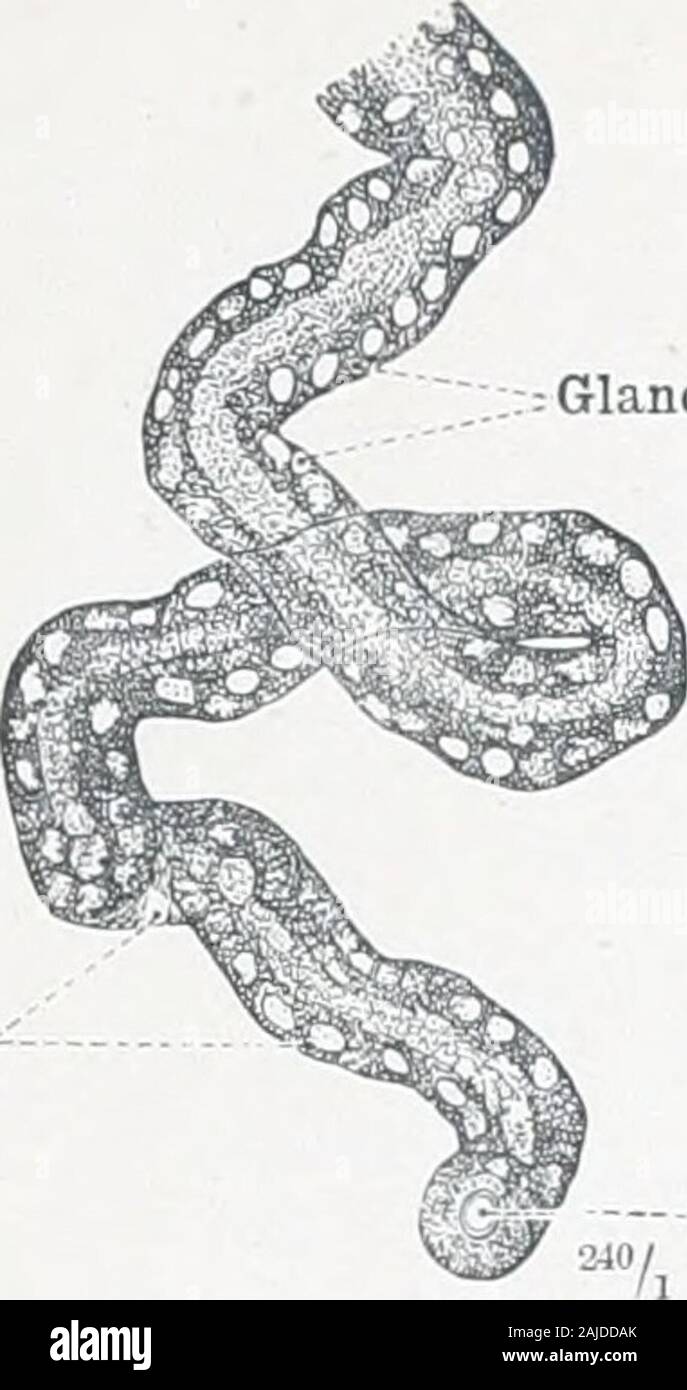 An atlas of human anatomy for students and physicians . Nuclei of the ...