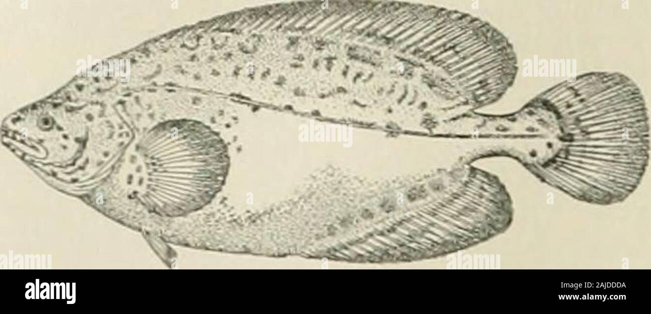 Trape hi-res stock photography and images - Alamy