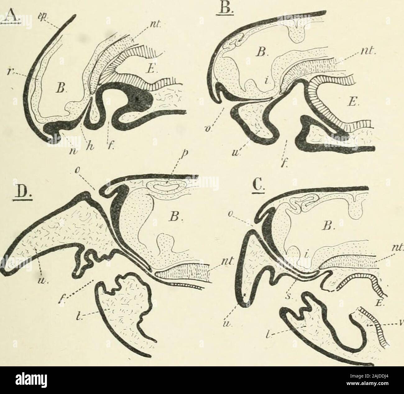 Cyclostomes hi-res stock photography and images - Alamy
