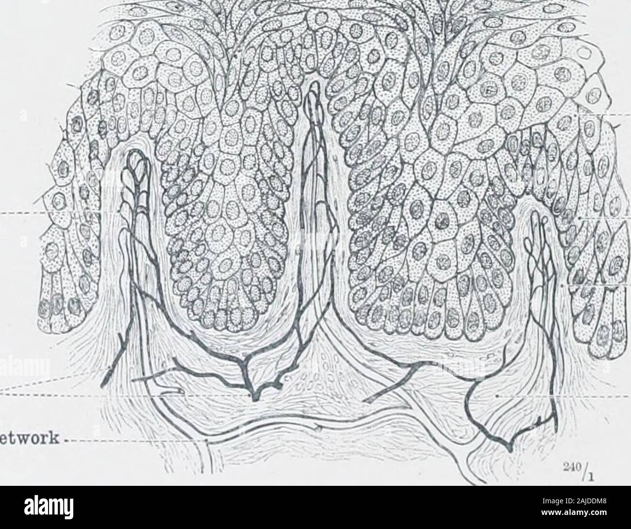 An atlas of human anatomy for students and physicians . Columnar or ...
