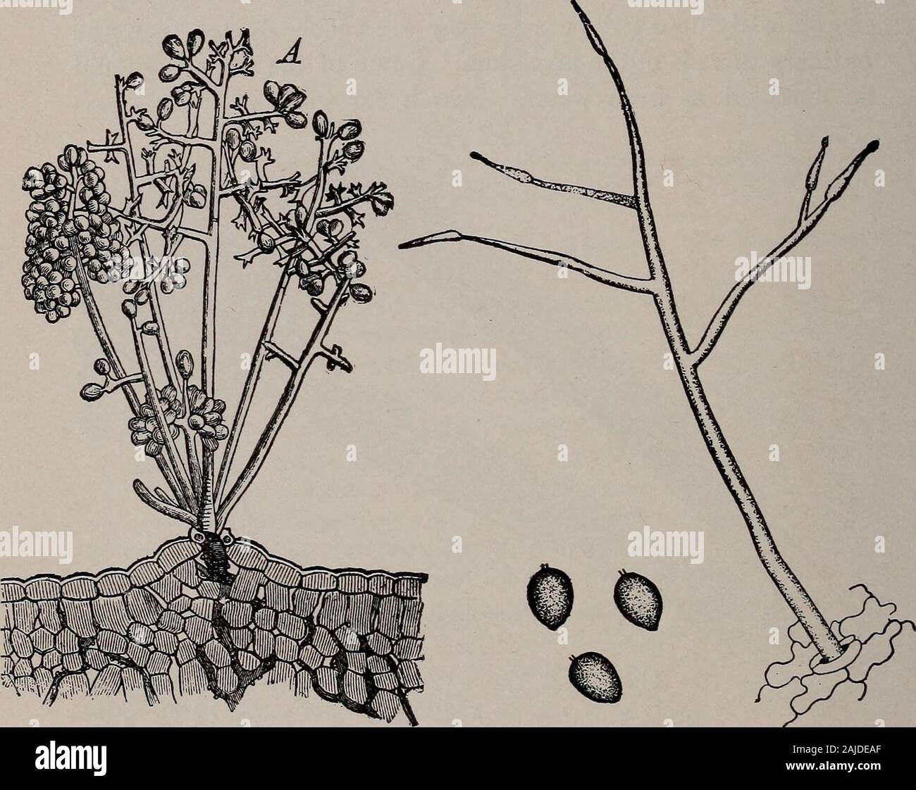 Elementary botany . Fig. iq6.Branch of saprolegnia showing oogonia with ...