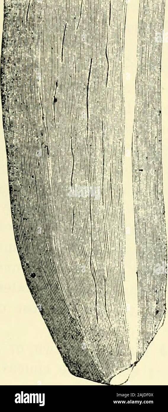 Seter hi-res stock photography and images - Alamy