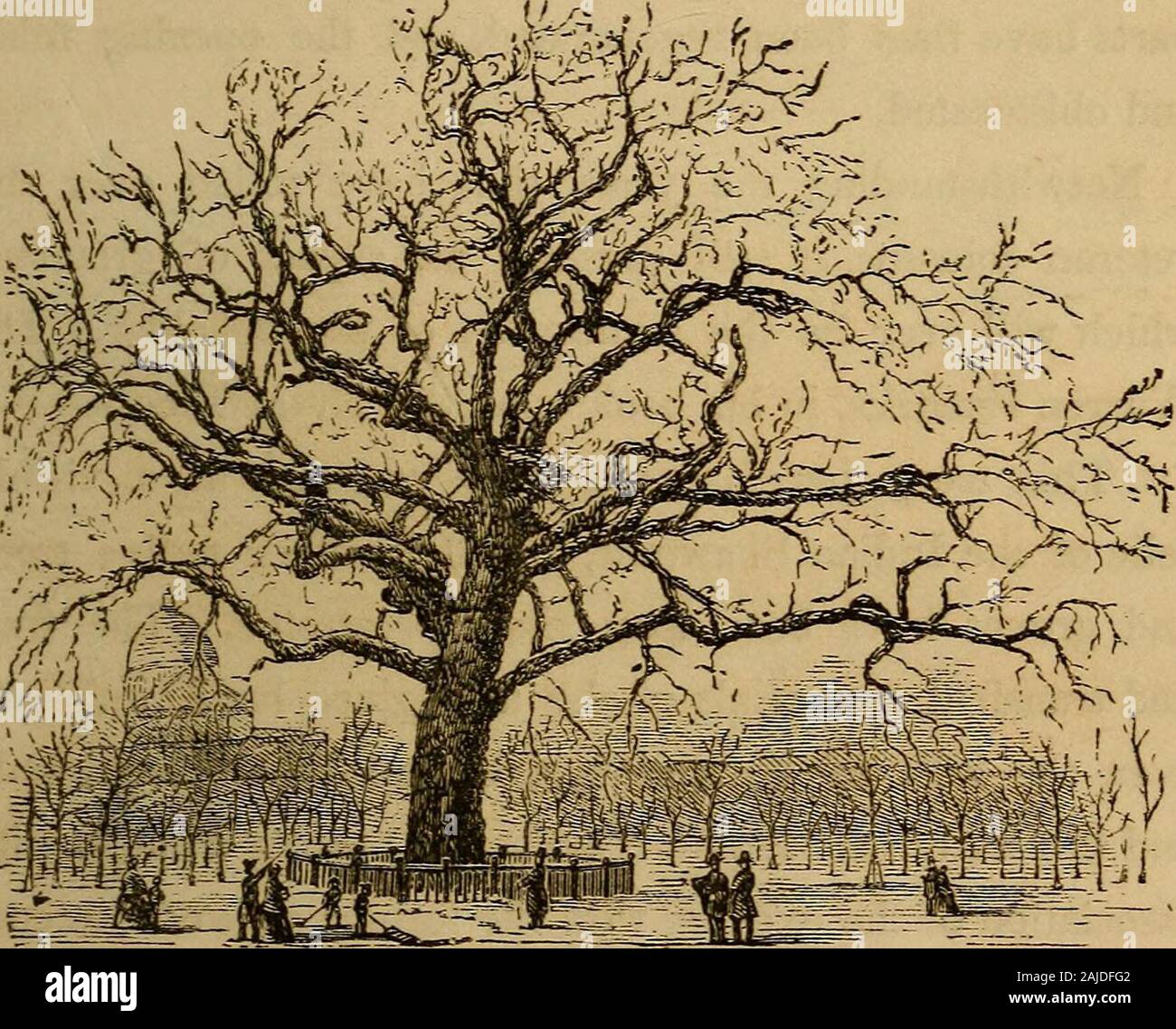 Elm tree hanging tree washington hi-res stock photography and images ...