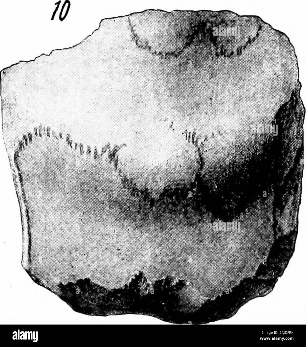 Belemnitella Black and White Stock Photos & Images - Alamy