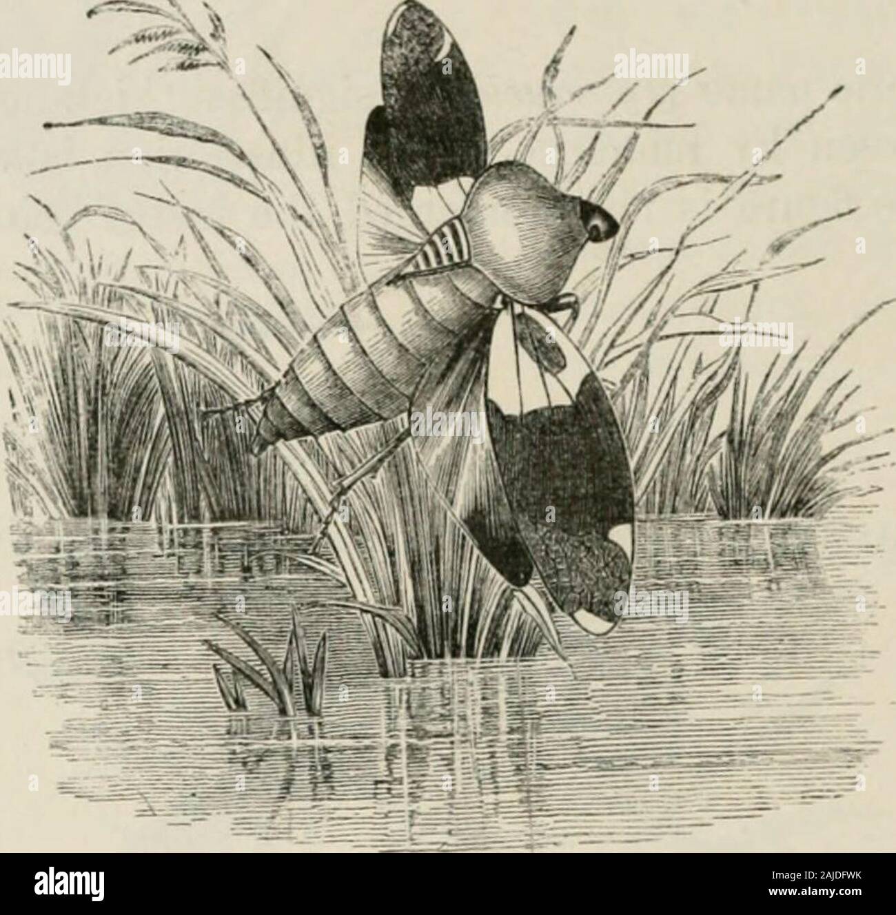 Hard body insects hi-res stock photography and images - Alamy