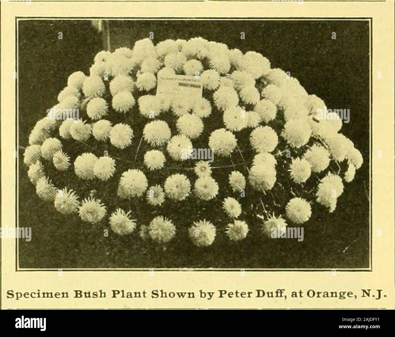 Office of seed and plant introduction hi-res stock photography and ...