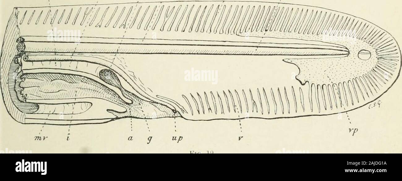 A treatise on zoology . These capsules alone are firmly fusedto the ...