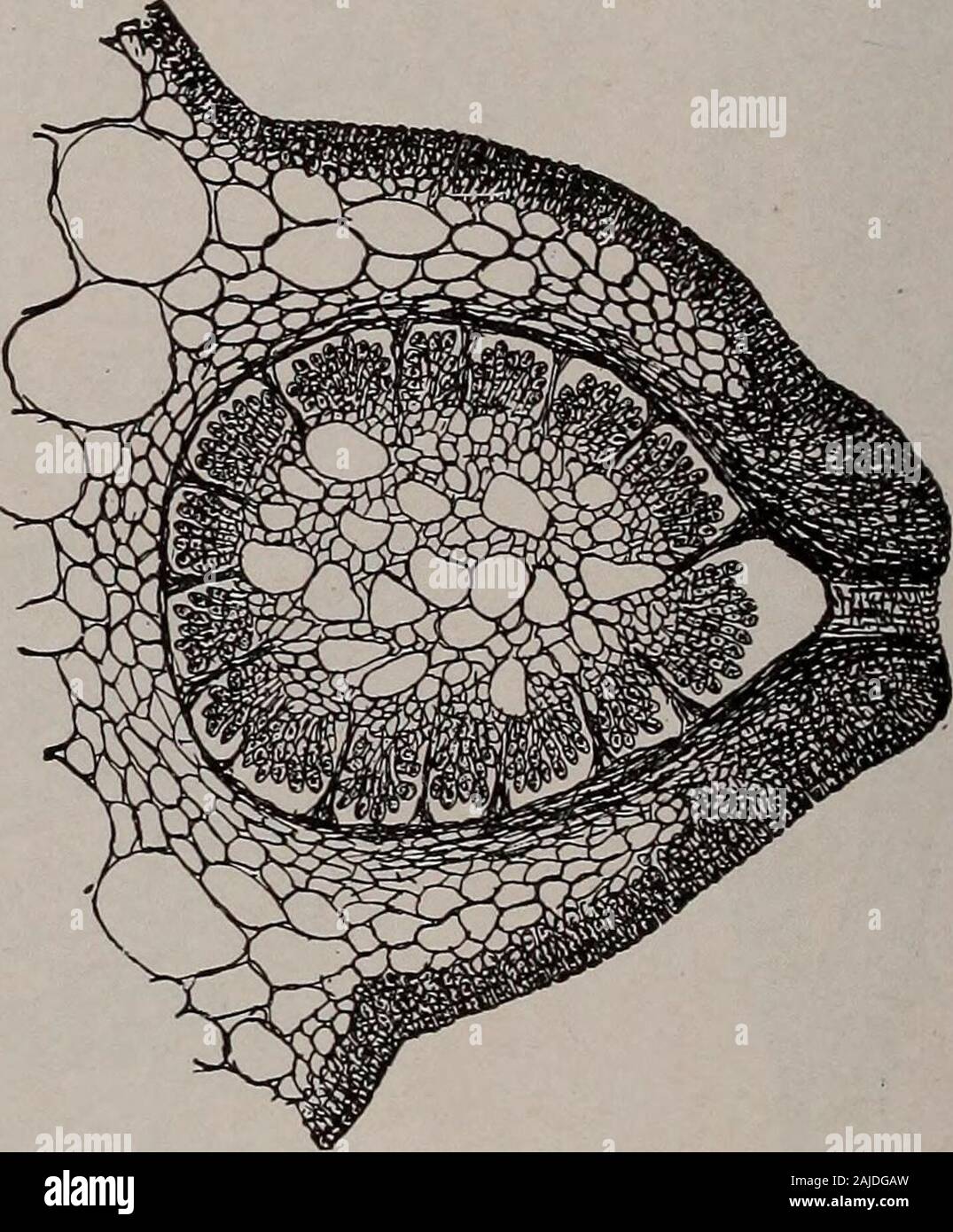 Nemalion hi-res stock photography and images - Alamy