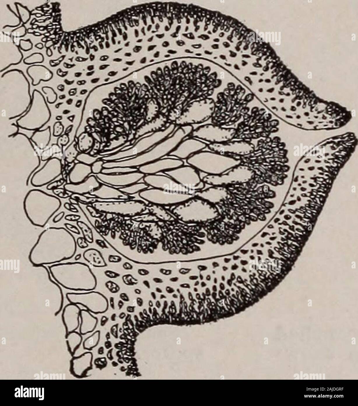 Elementary botany . Fig. 184. A red alga (Callithamnion), showing spor ...