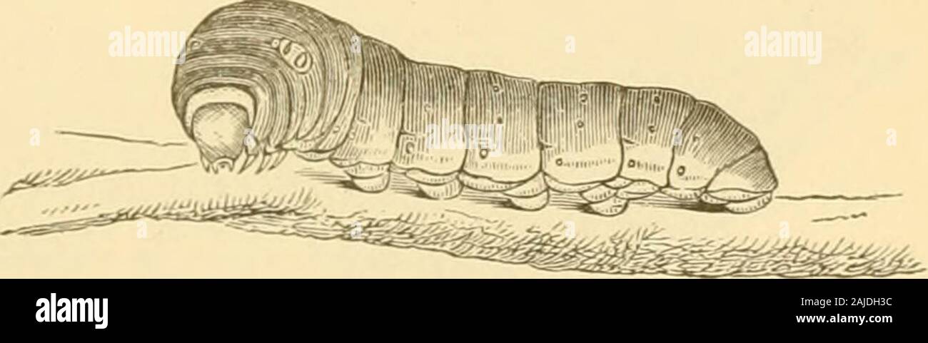 Brownish black tubercles hi-res stock photography and images - Alamy