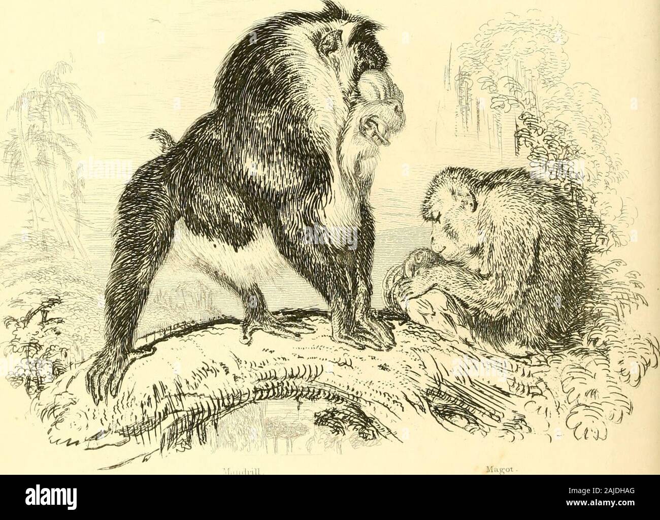 Quadrumana hi-res stock photography and images - Alamy