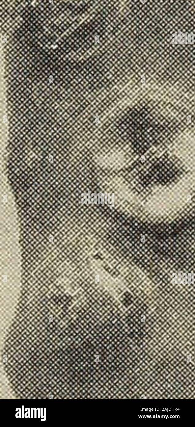 Annual report . II San Jose scale parasites and Cactus midge work PLATE ...