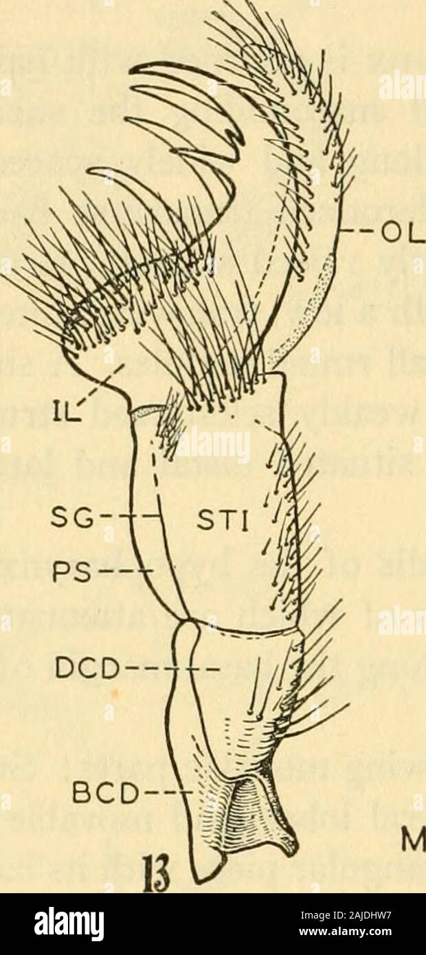 Smithsonian miscellaneous collections . l portions. Apically the mentum ...