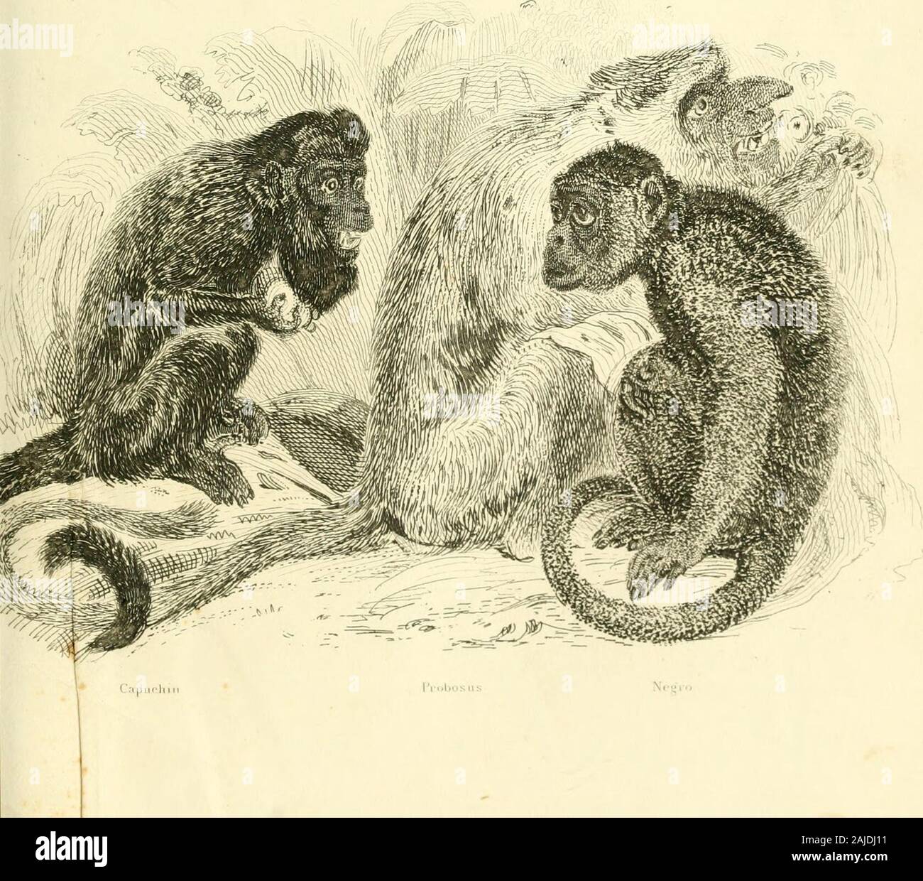 The animal kingdom, arranged after its organization : forming a natural ...