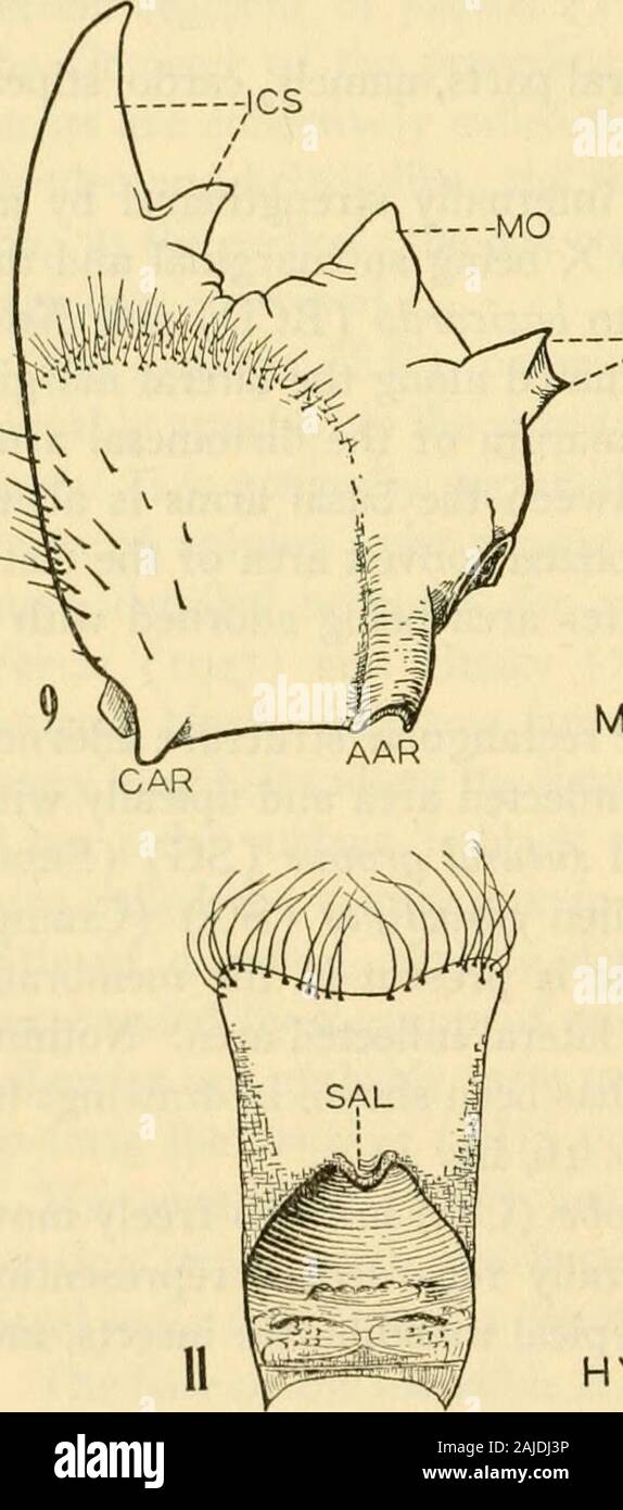 Smithsonian miscellaneous collections . LABRUM. v»MO=-.- MANDIBLE Stock ...