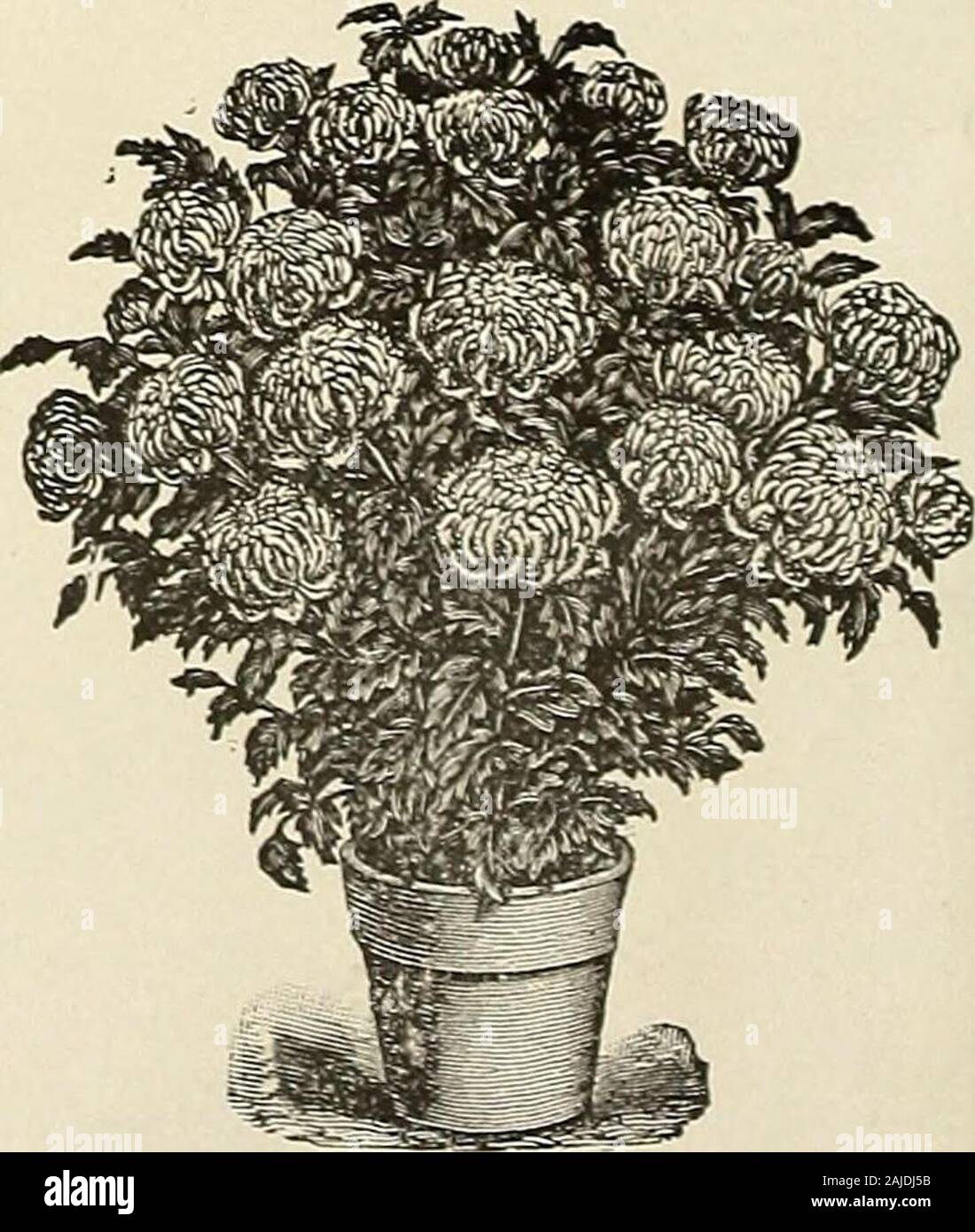 H.W Buckbee seed and plant guide : 1905 . White Swan— of the finestall ...