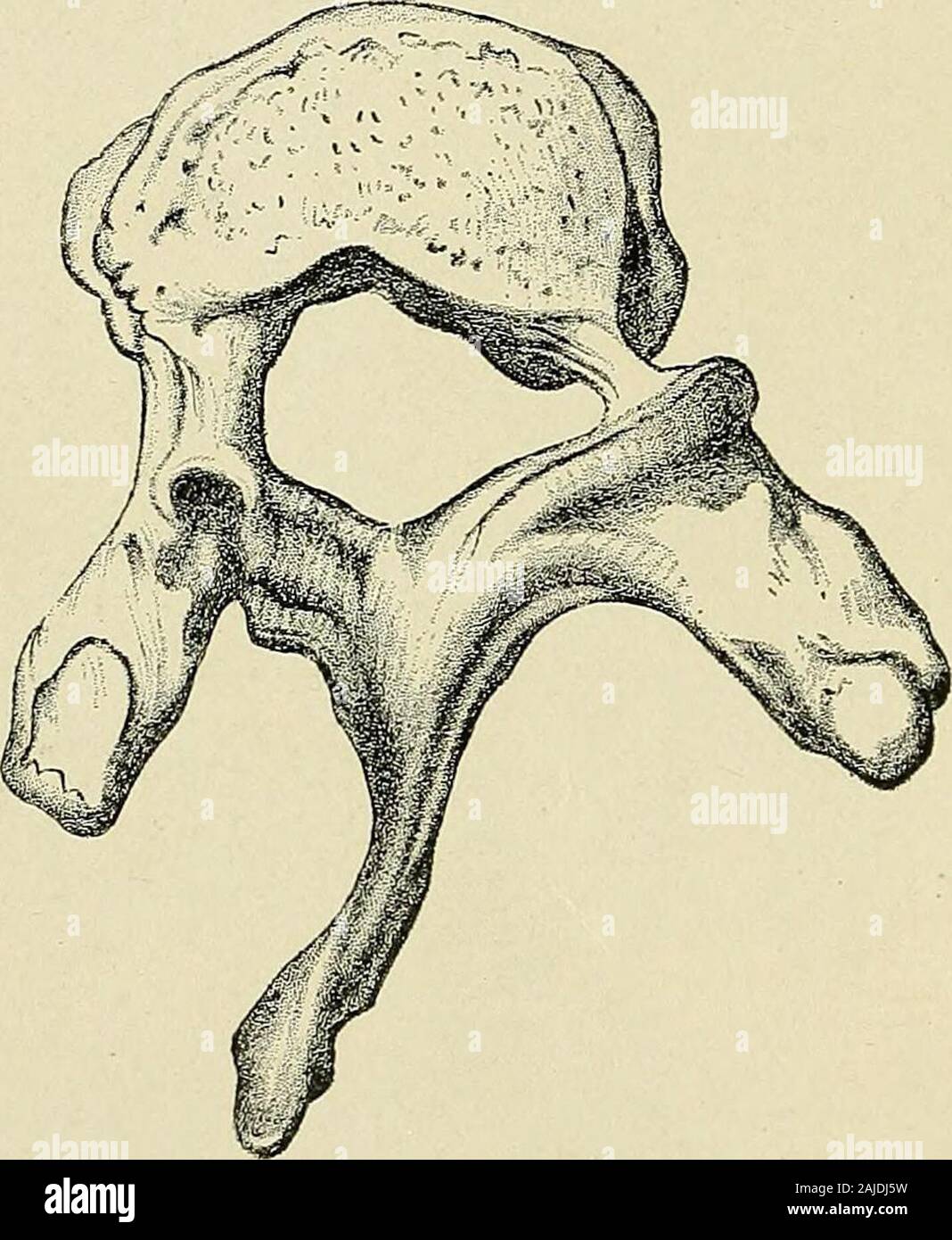 Concave Ribs High Resolution Stock Photography and Images - Alamy