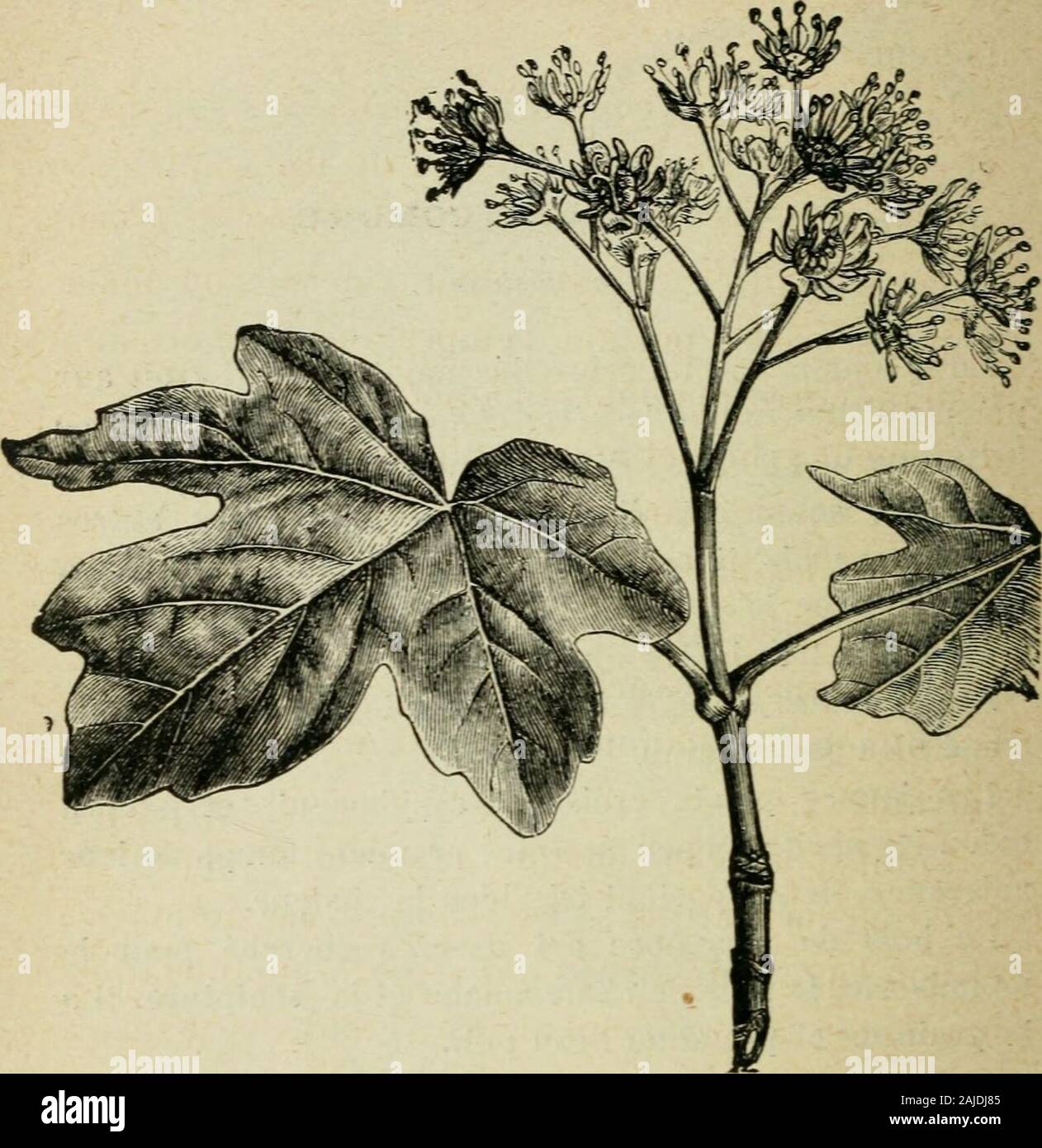 Arbre sycomore hi-res stock photography and images - Alamy