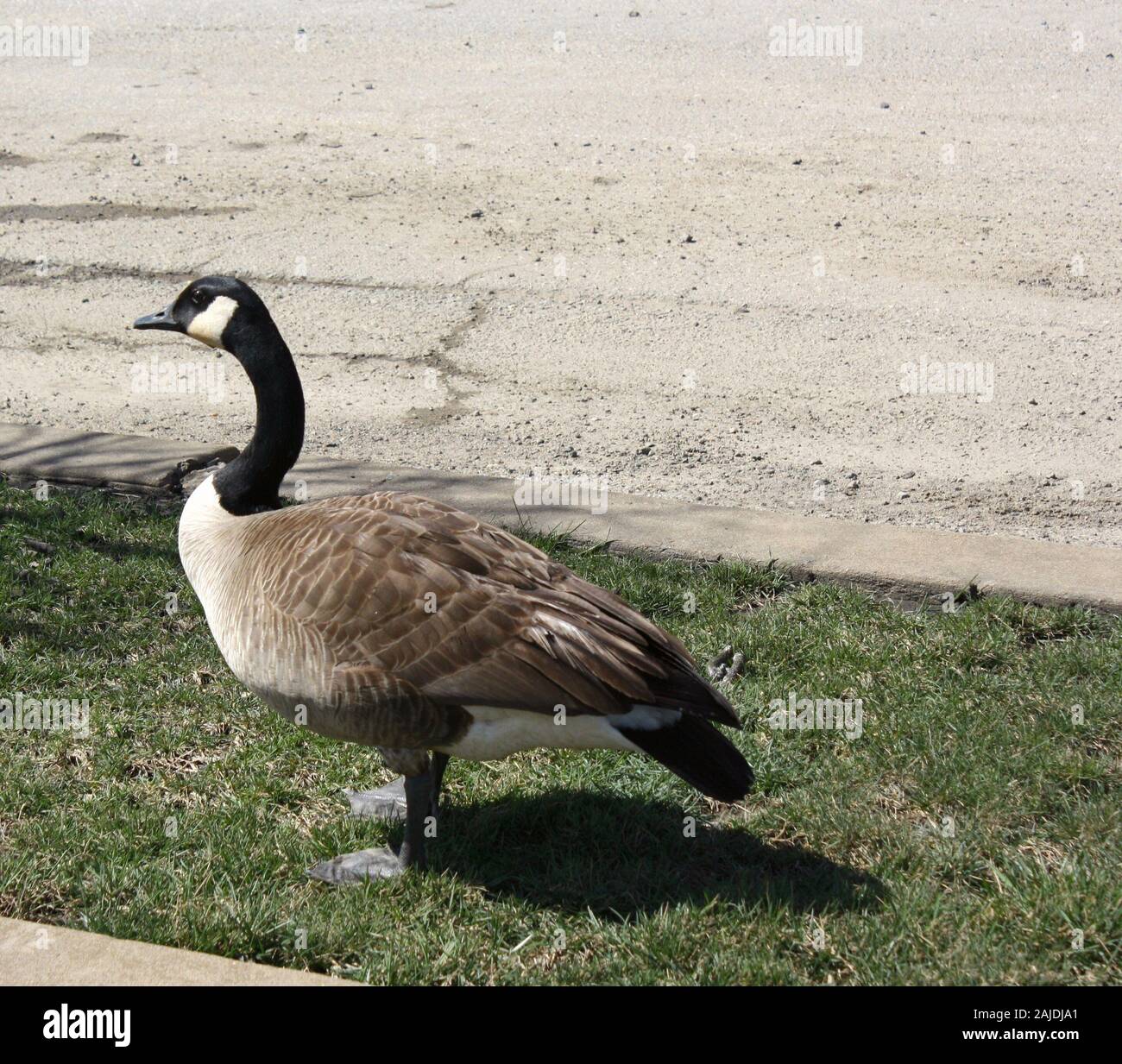 Side profile of a goose hi-res stock photography and images - Alamy