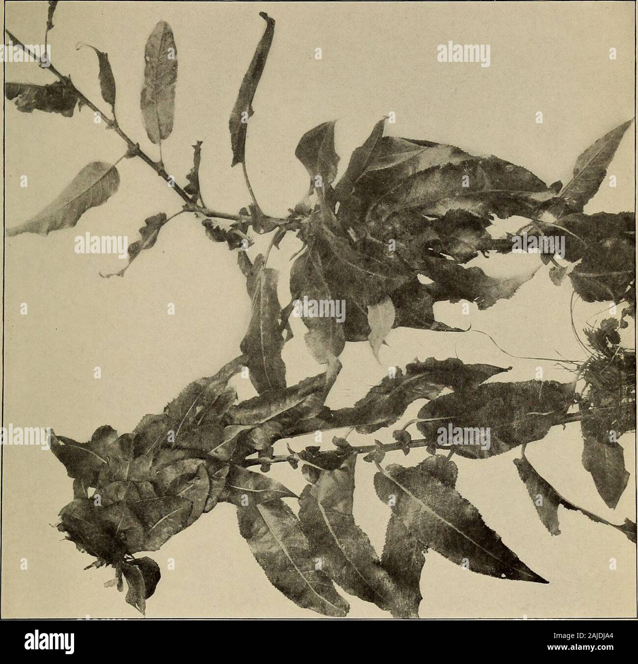 Annual report . Midge galls PLATE 14 241 Midge galls i Typical ...