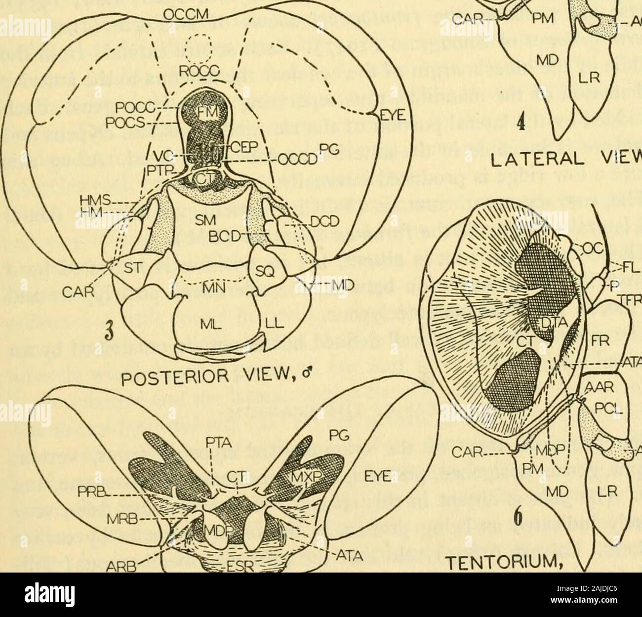 Smithsonian miscellaneous collections . LATERAL VIEW. ATA ACL TENTORIUM ...