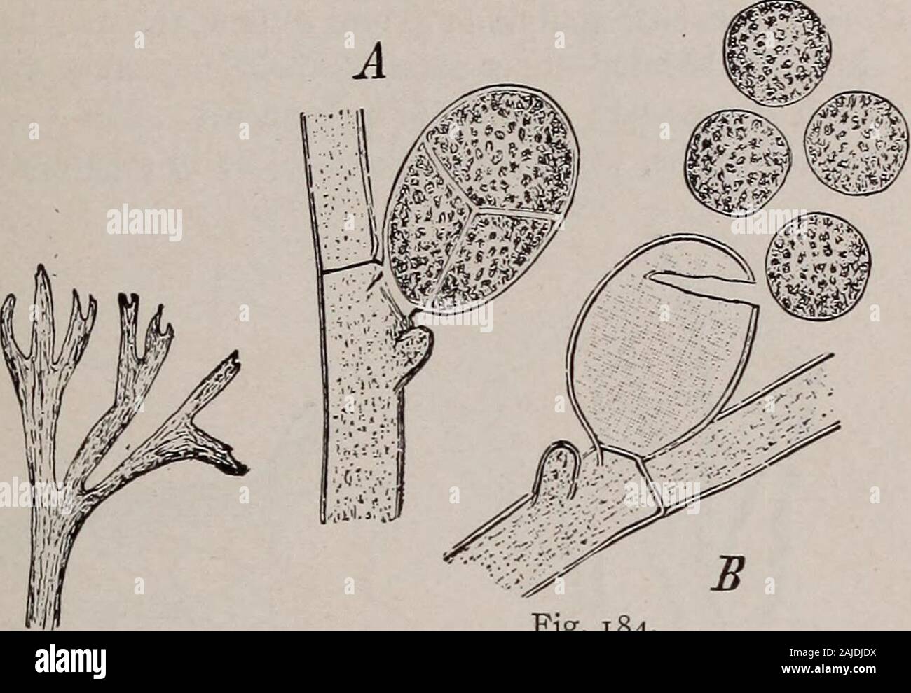 Tuft cell hi-res stock photography and images - Alamy