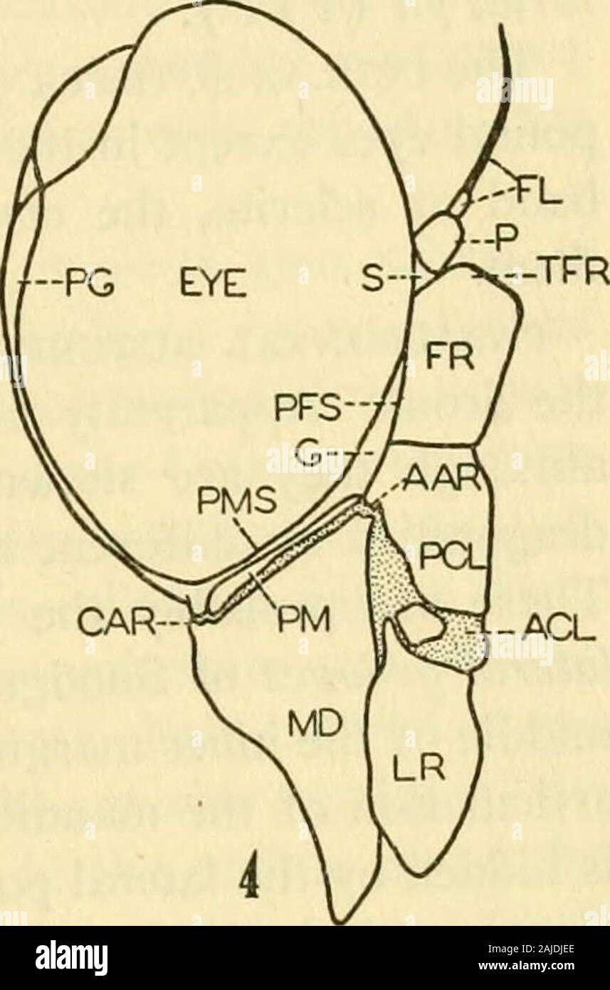 Smithsonian miscellaneous collections . EYE I ? P0SJ 2 OCCIPUT, 9 ...
