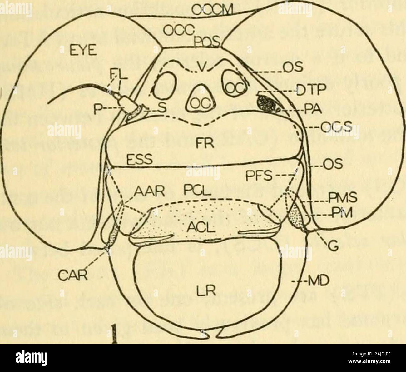Y shaped structure hi-res stock photography and images - Alamy
