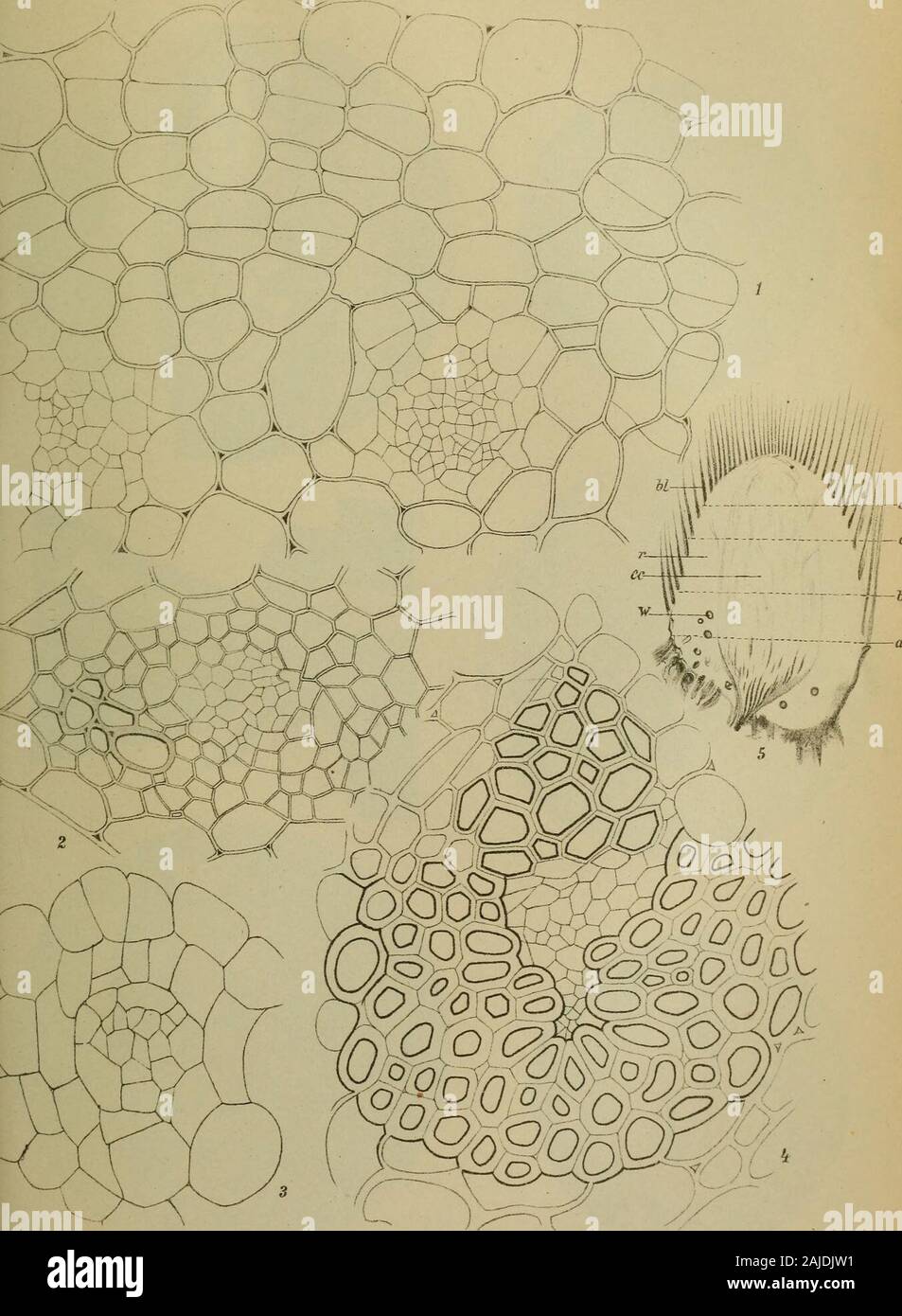 Schnitt und langsschnitt hi-res stock photography and images - Alamy