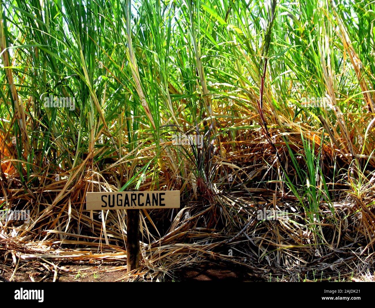 Landscape of Sugarcane in Hawaii Stock Photo - Alamy