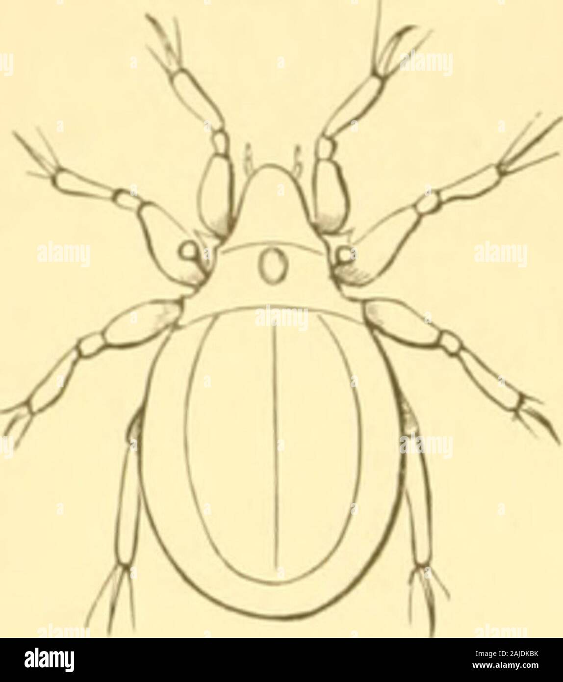 Insects injurious to fruits . d destroyed. Fall ploughing hasbeen ...