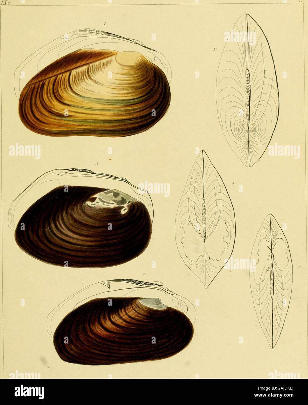 Die Gattung Anodonta nebst den übrigen Najaden mit unvollkommenem ...