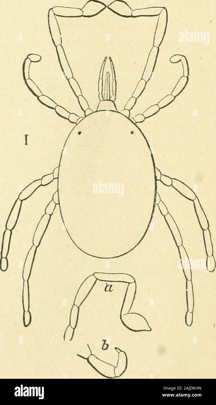 Galls bird hi-res stock photography and images - Alamy