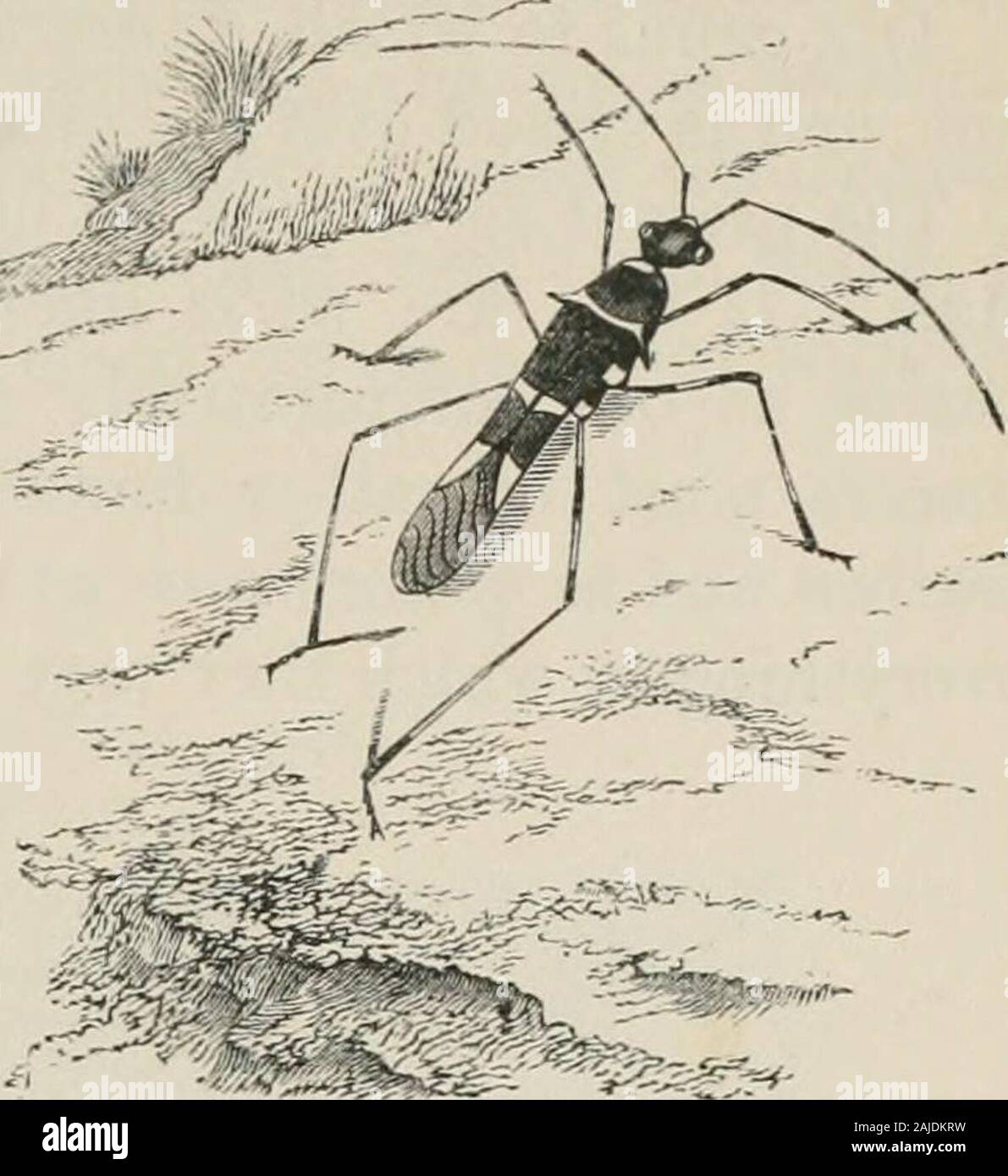 Insects abroad : being a popular account of foreign insects, their ...