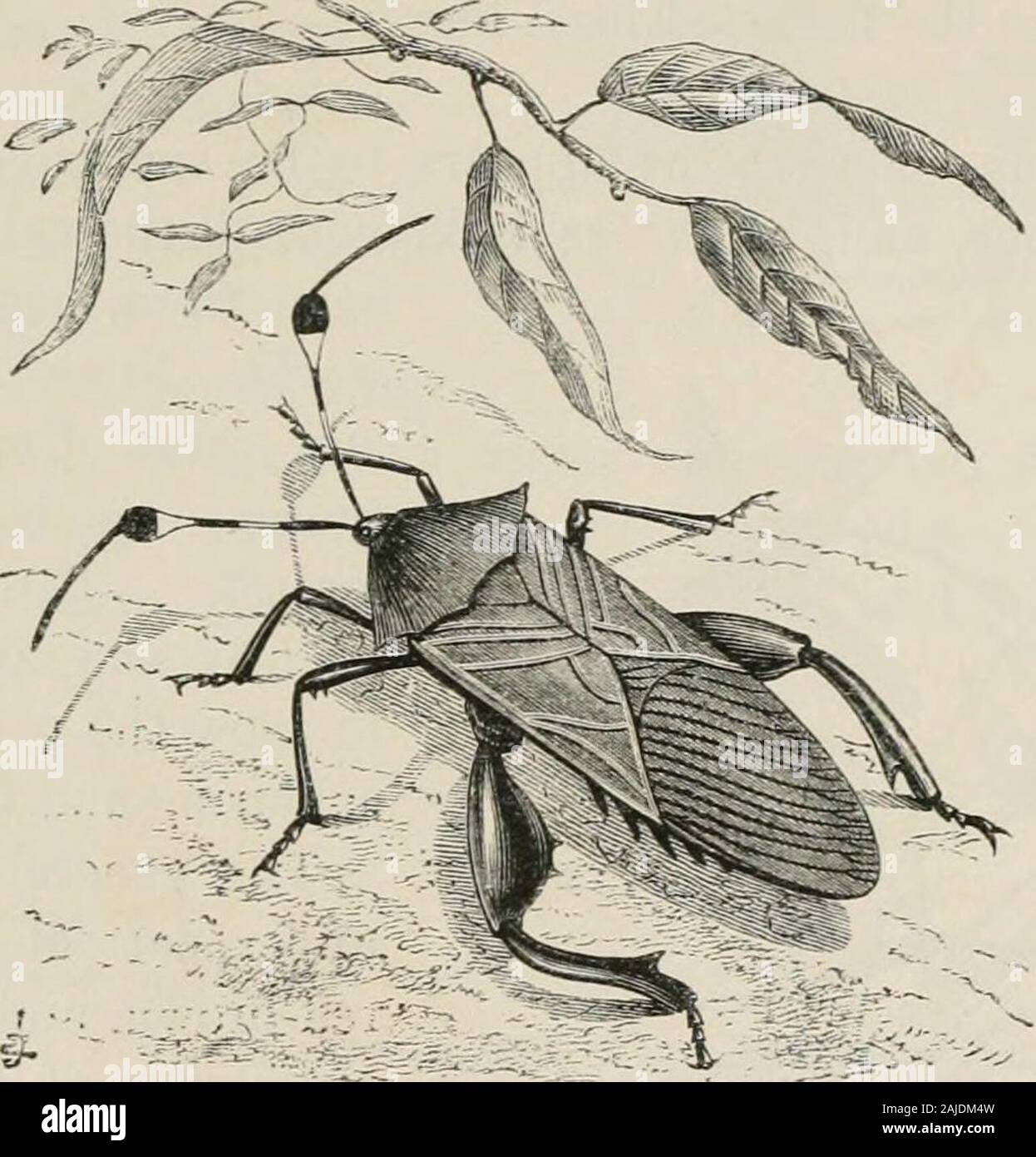 Insects abroad : being a popular account of foreign insects, their ...