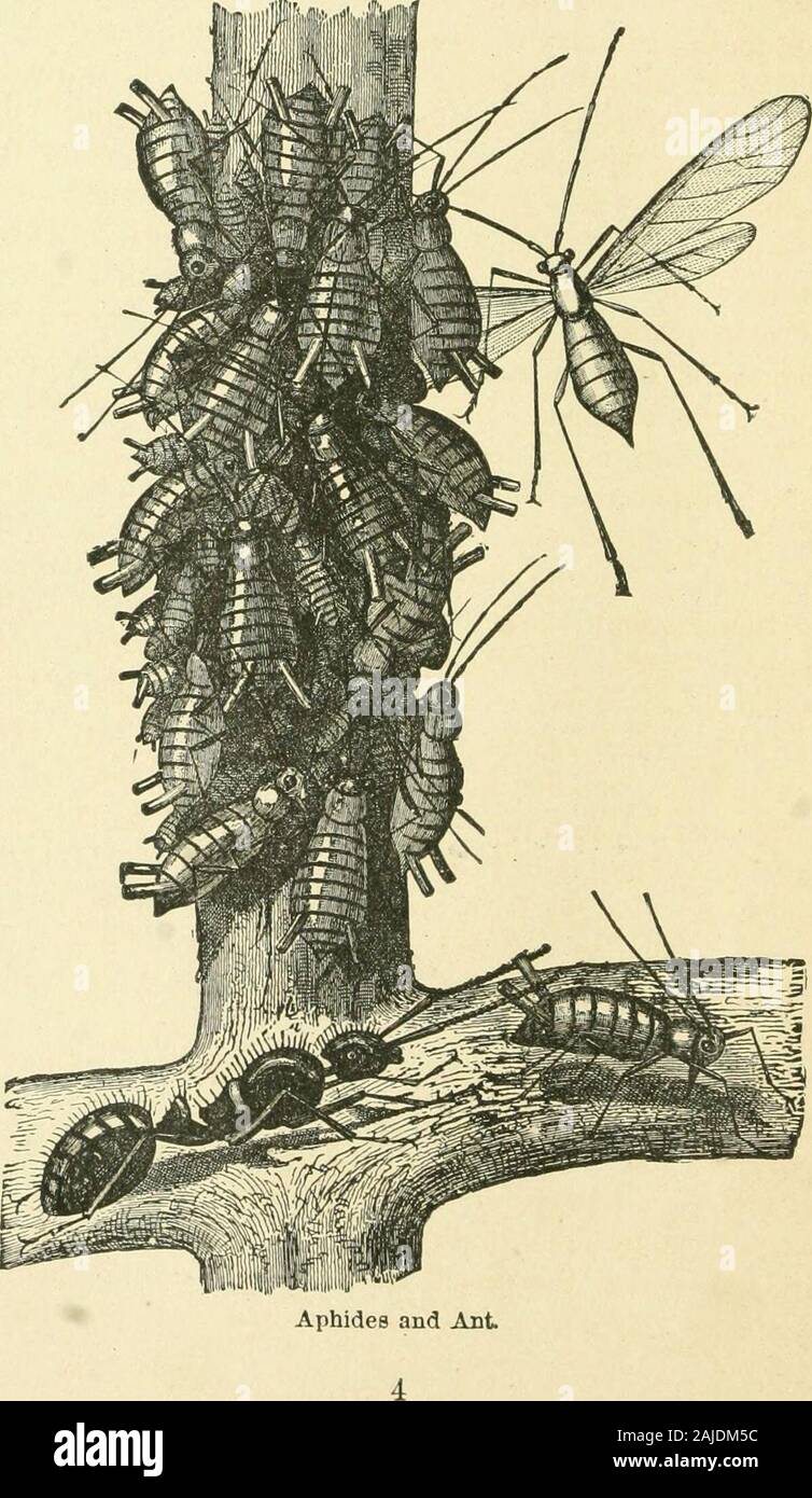 Insect correspond hi-res stock photography and images - Alamy