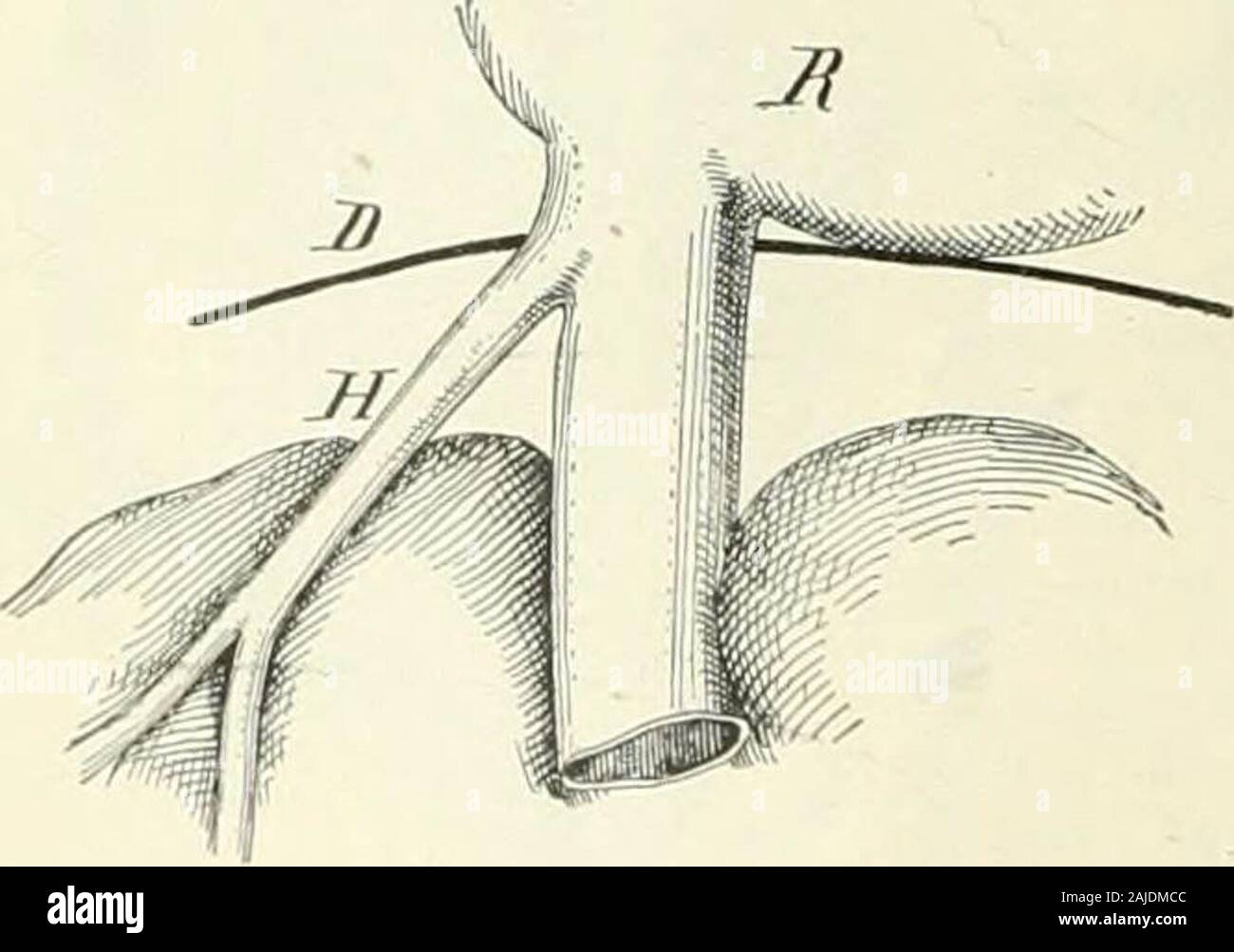 A Reference handbook of the medical sciences embracing the entire range ...