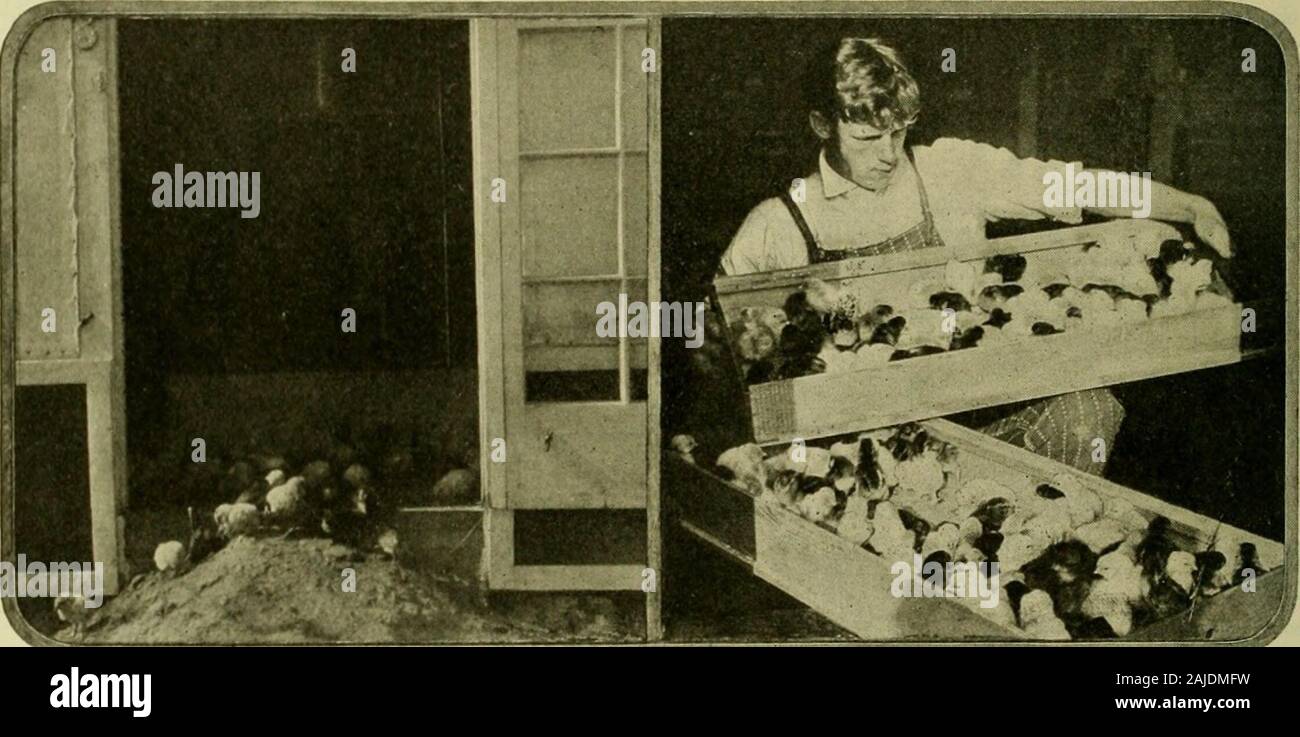 Brooder house hi-res stock photography and images - Alamy