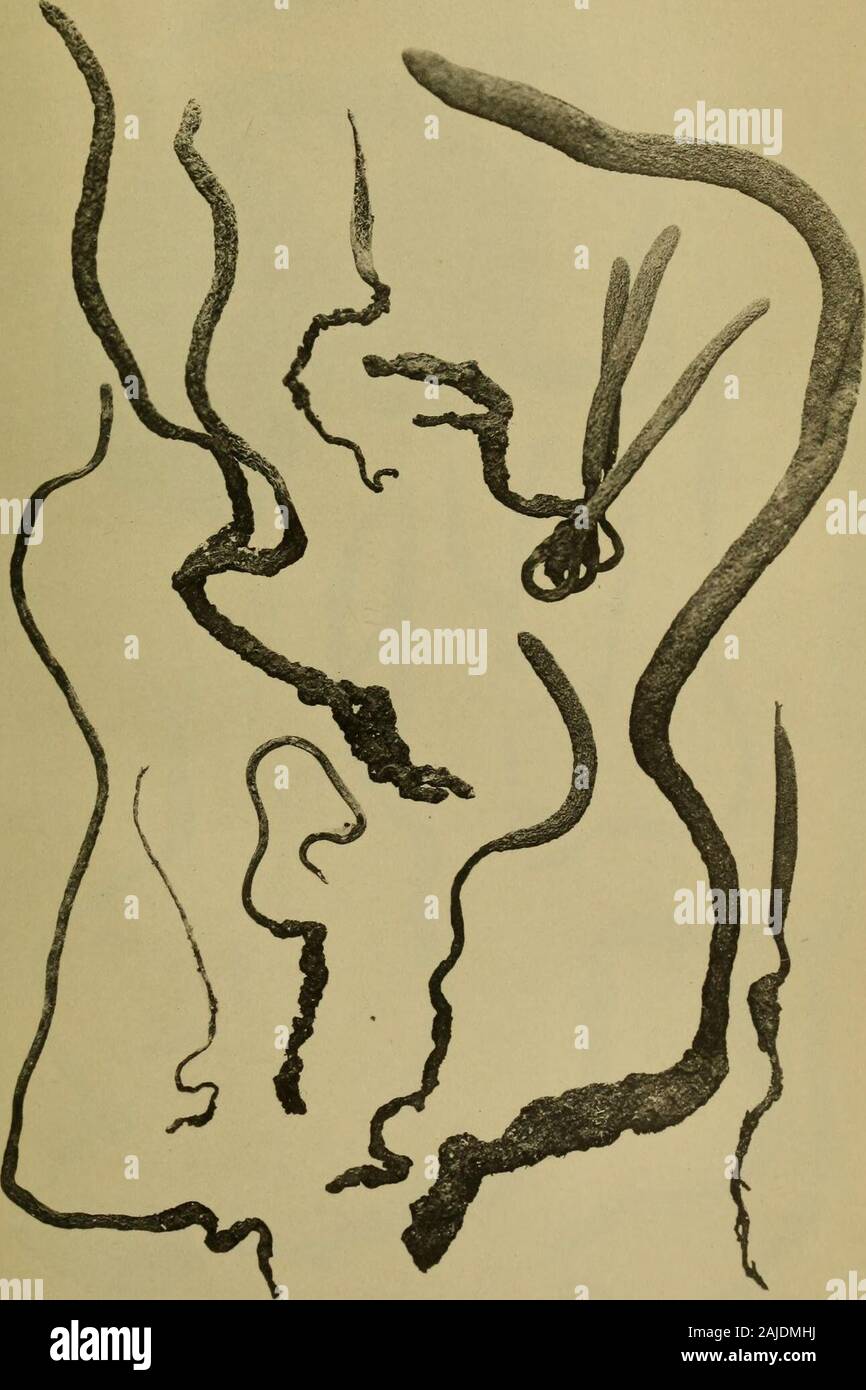 Trichoderma hi-res stock photography and images - Alamy