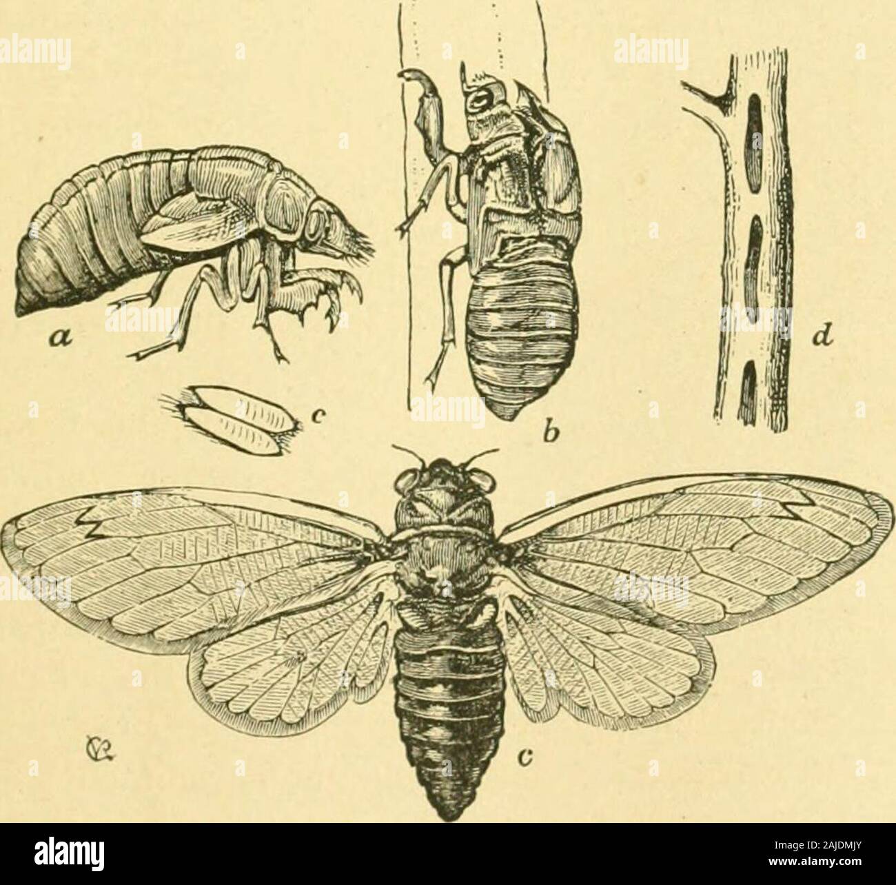 Ovipositor of fruit fly hi-res stock photography and images - Alamy